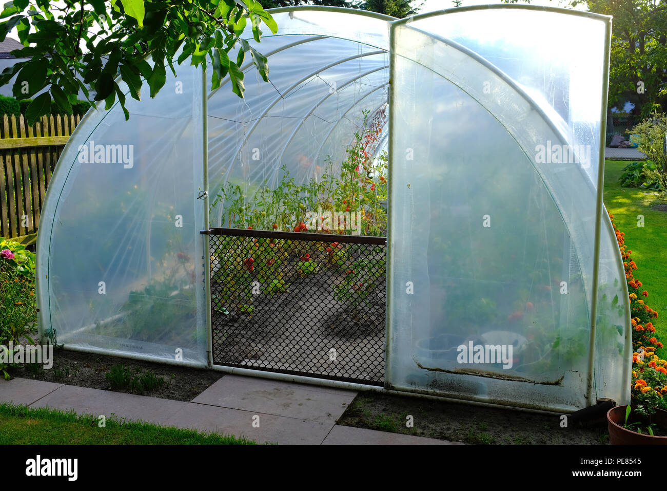 Horticultural polytunnel in a garden Stock Photo - Alamy