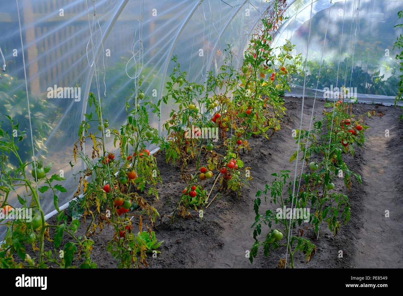 Poly tunnel tomatoes hi-res stock photography and images - Alamy