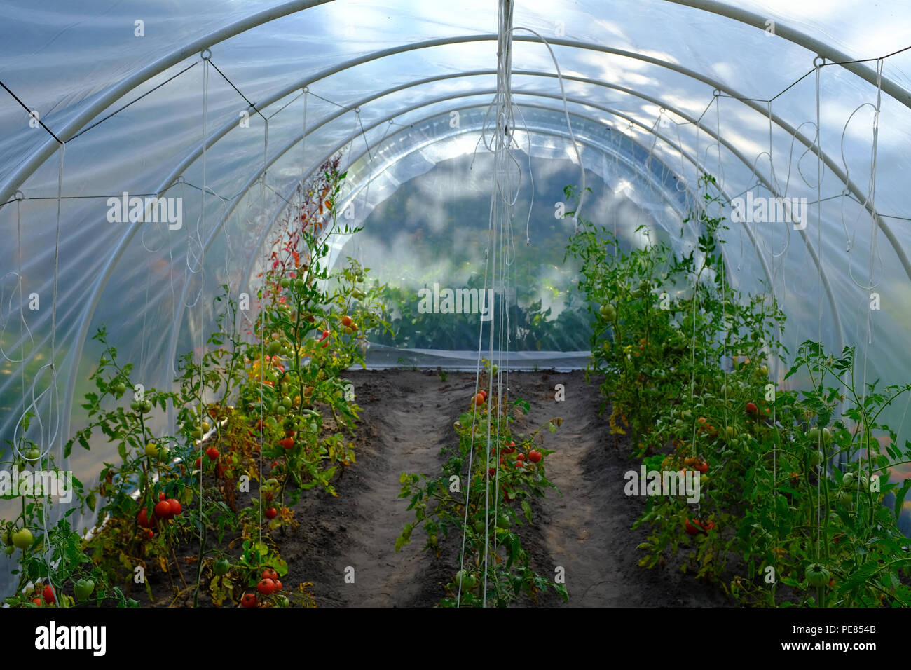 Poly tunnel tomatoes hi-res stock photography and images - Alamy