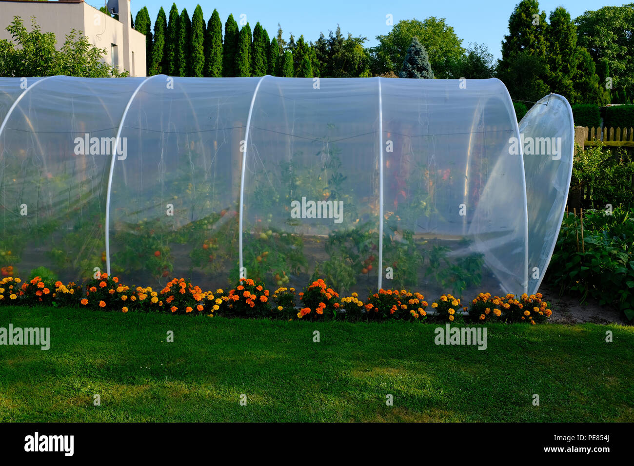 Horticultural polytunnel in a garden Stock Photo - Alamy