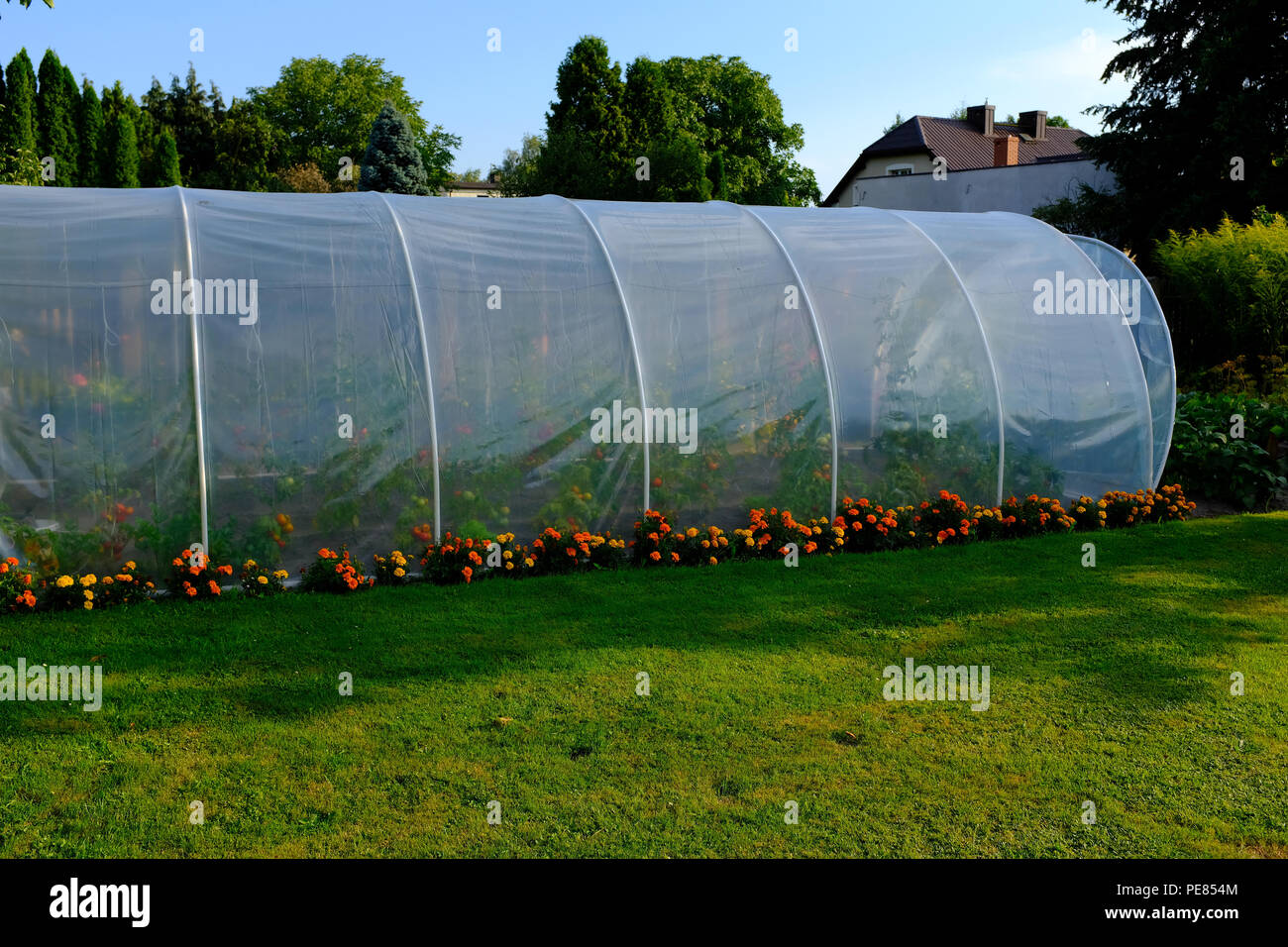 Horticultural polytunnel in a garden Stock Photo - Alamy