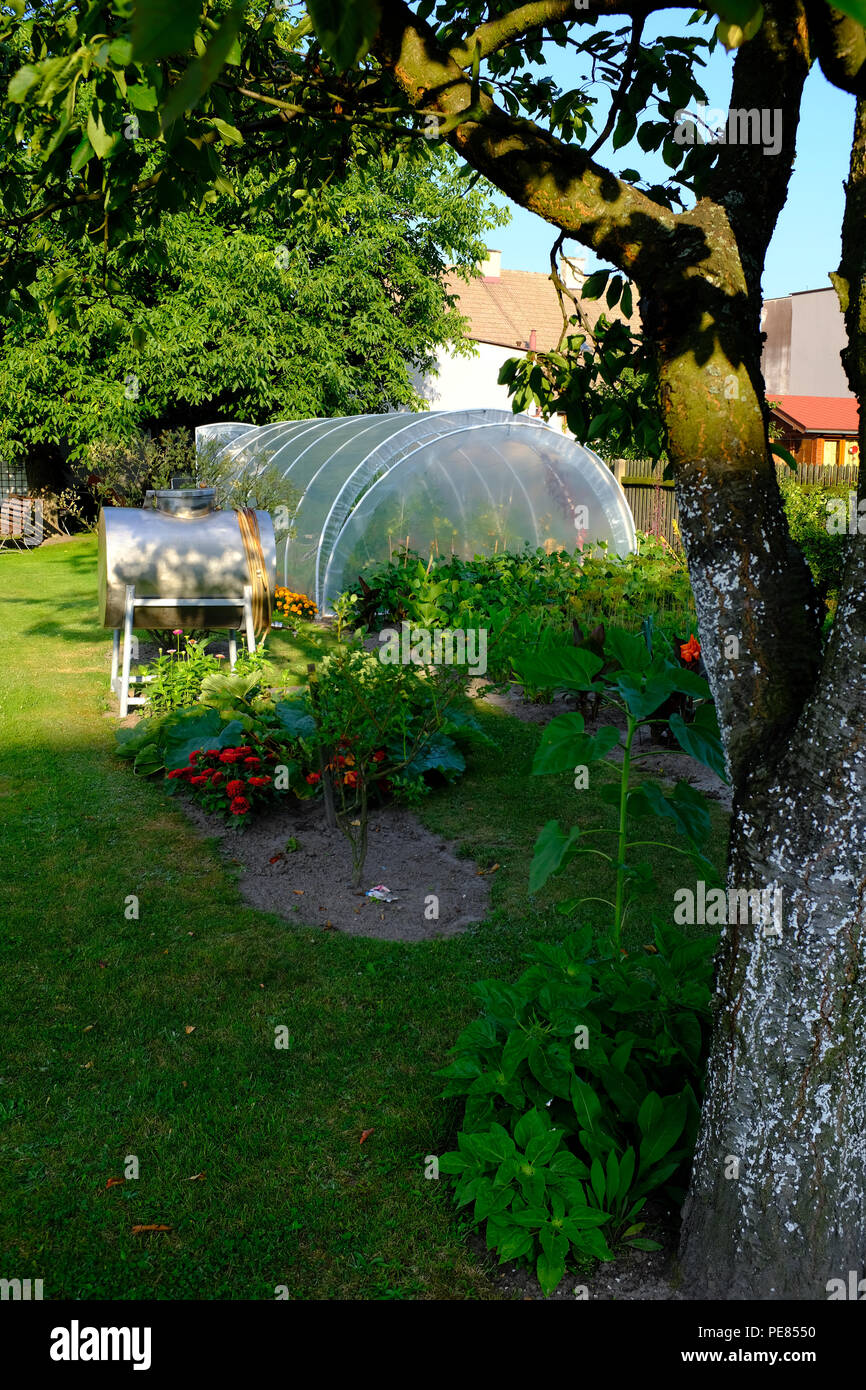 Poly tunnel tomatoes hi-res stock photography and images - Alamy