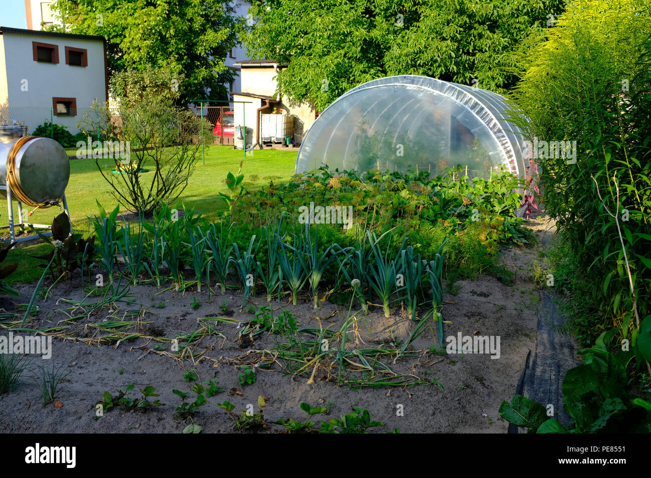 Horticultural polytunnel in a garden Stock Photo - Alamy