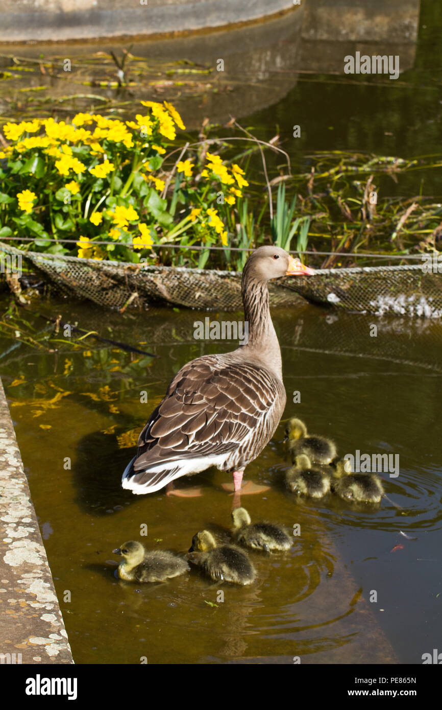 Greylag Goose (Anser anser ) parents with goslings in garden managed ...