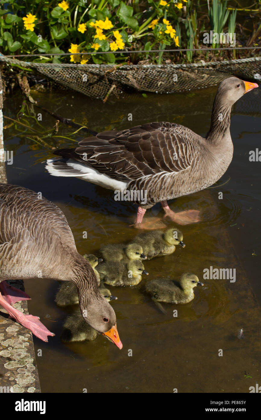 Greylag Goose (Anser anser ) parents with goslings in garden managed ...