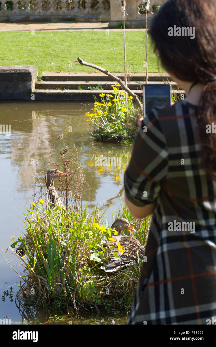 Greylag Goose (Anser anser ) being photographed by staff using a mobile ...