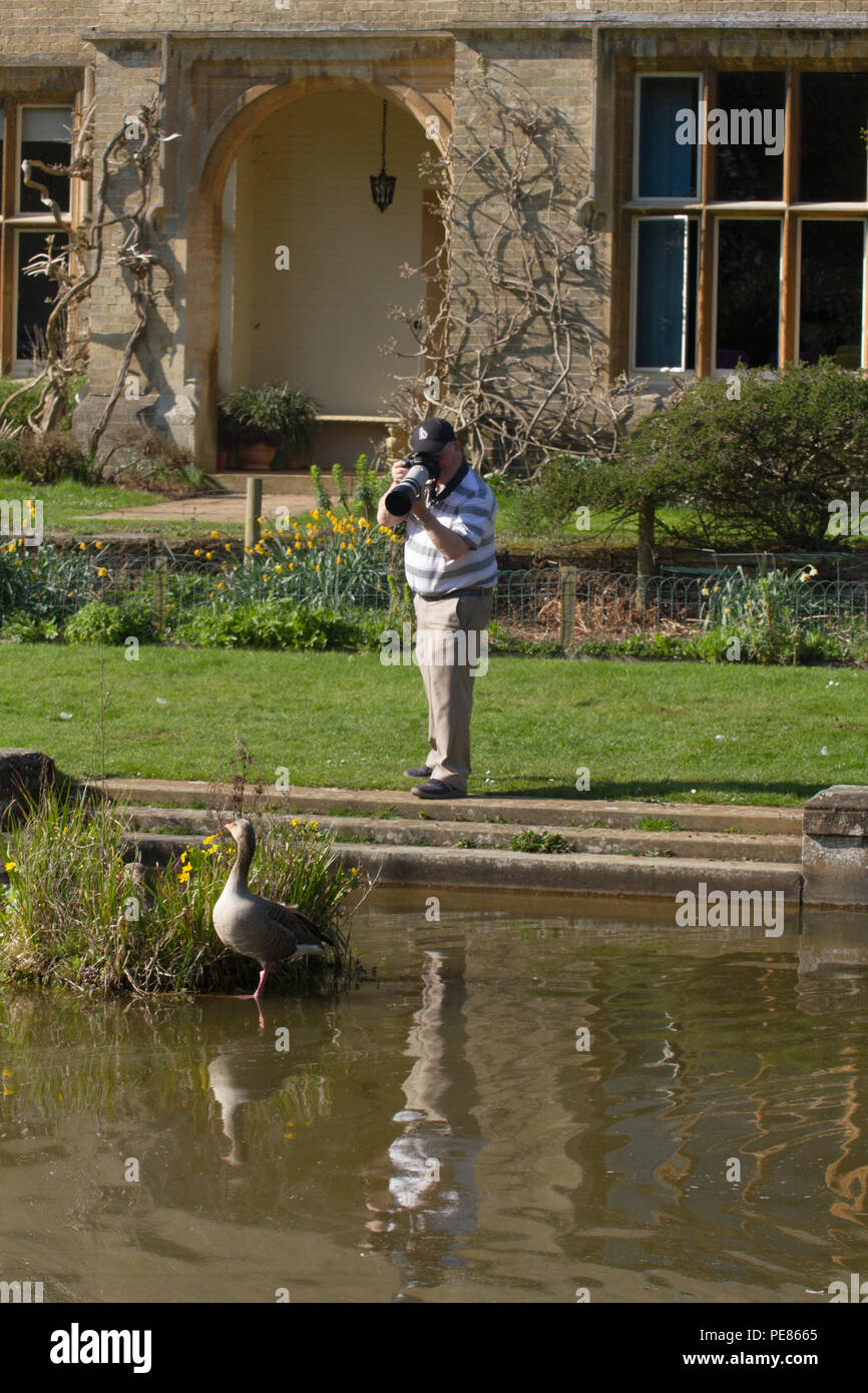 Greylag Goose (Anser anser ) being photographed by new member of RSPB ...
