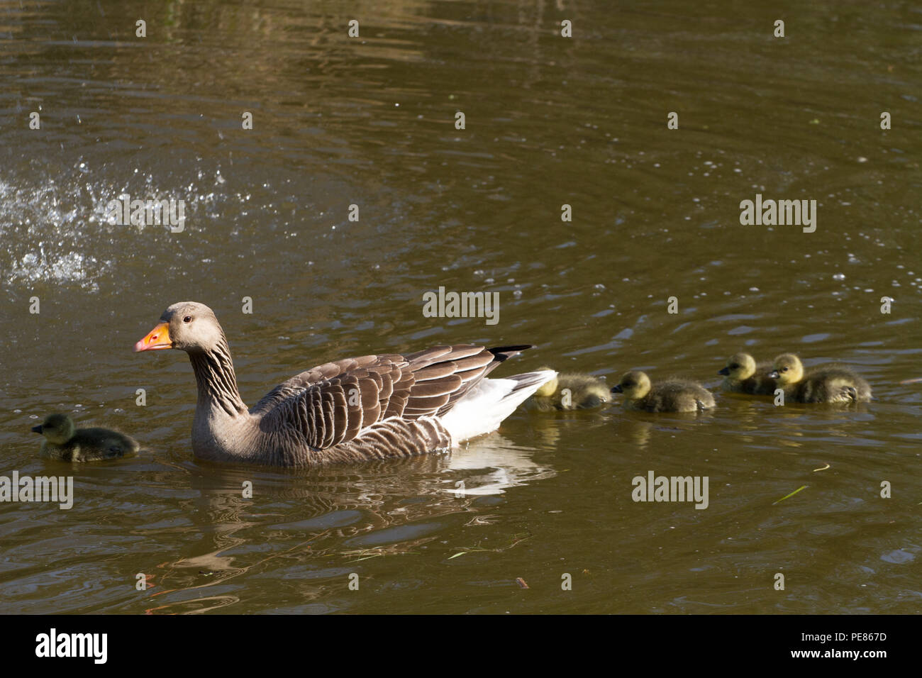 Greylag Goose (Anser anser ) parents with goslings in garden managed ...
