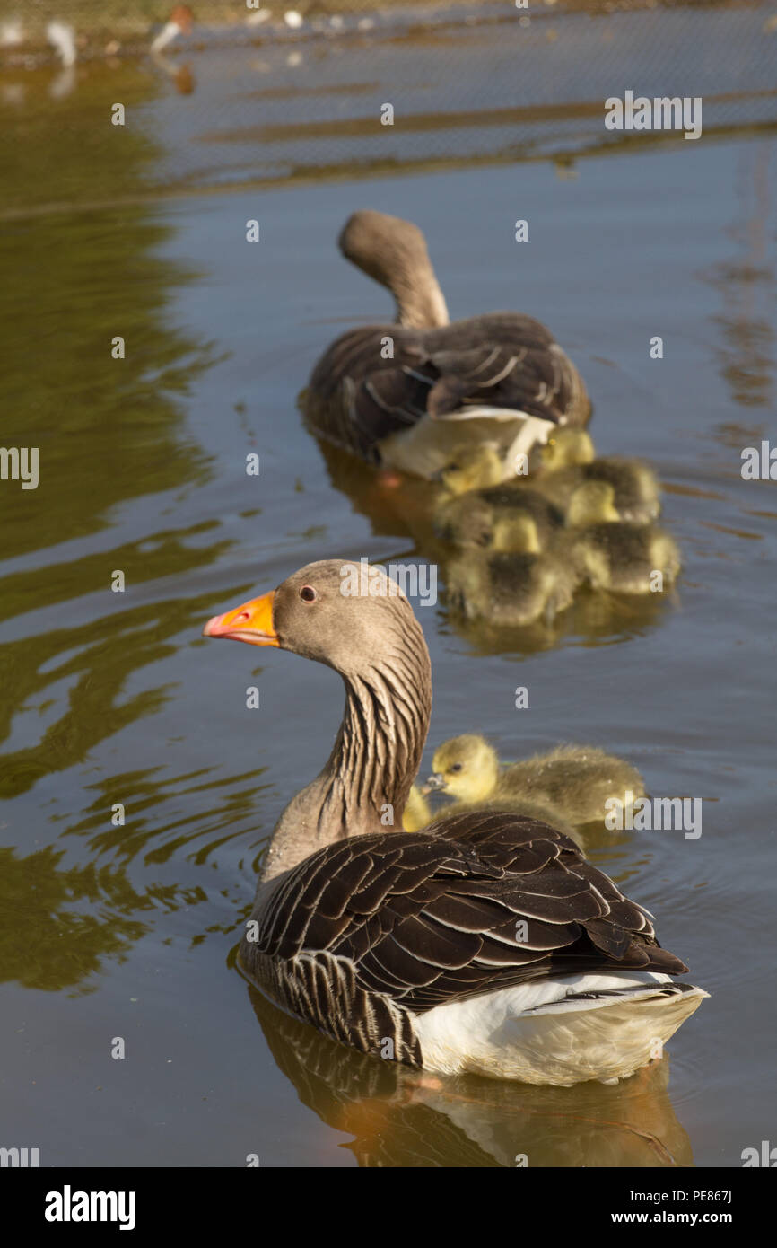 Greylag Goose (Anser anser ) parents with goslings in garden managed ...