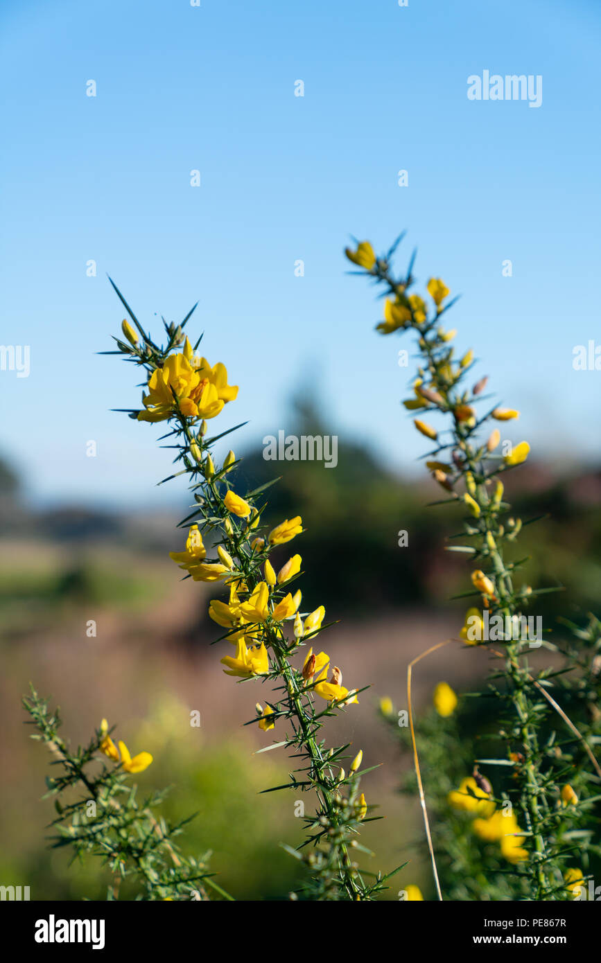 Thorny Weed High Resolution Stock Photography and Images - Alamy