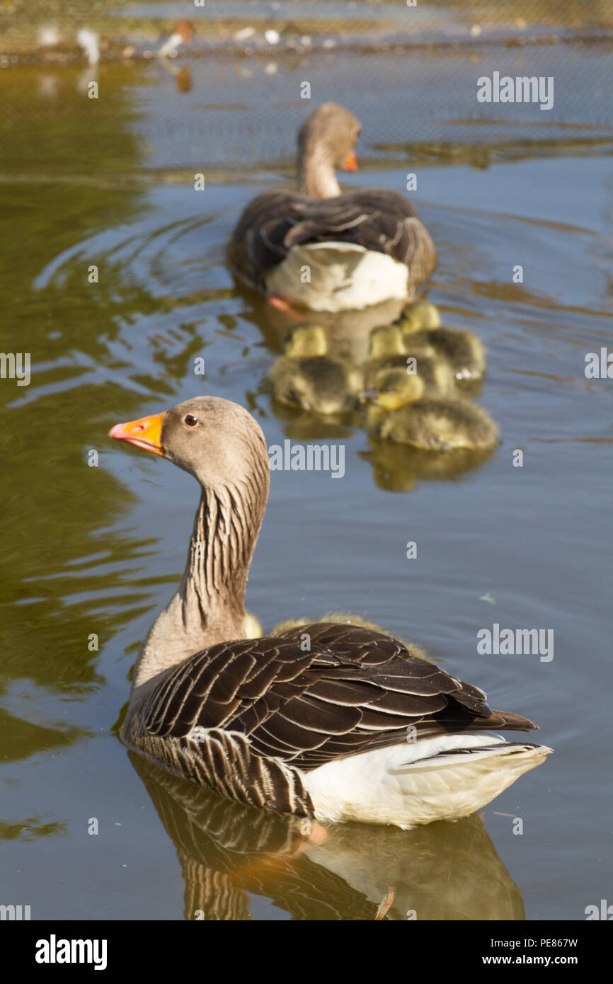 Greylag Goose (Anser anser ) parents with goslings in garden managed ...