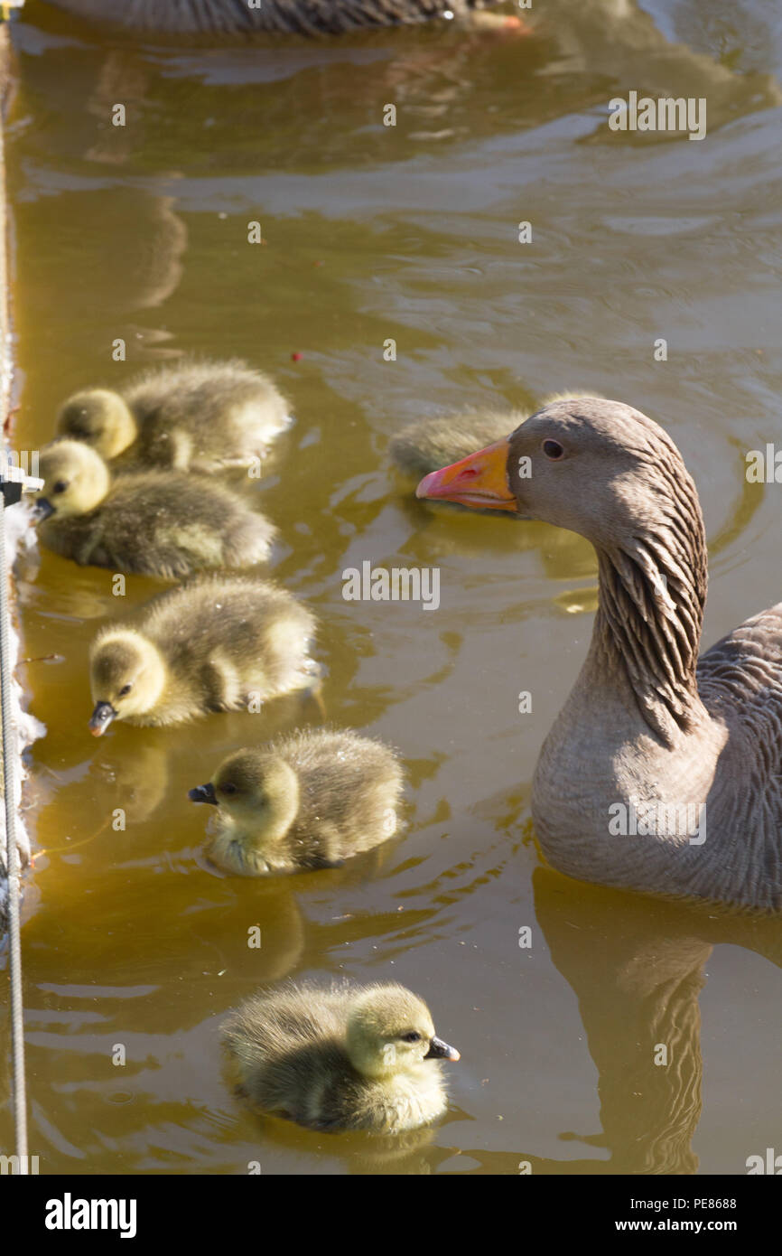 Greylag Goose (Anser anser ) parents with goslings in garden managed ...