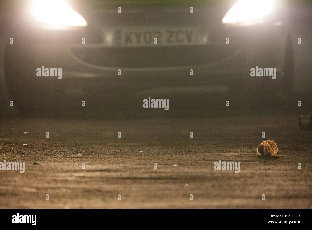 Hedgehogs roads hi-res stock photography and images - Alamy