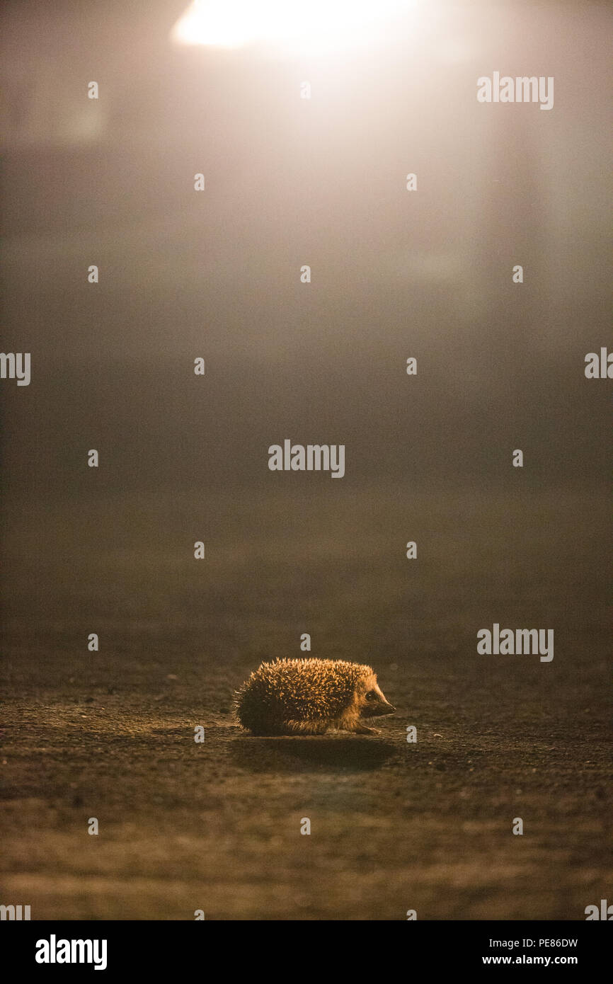 Crossing road hedgehogs hi-res stock photography and images - Alamy