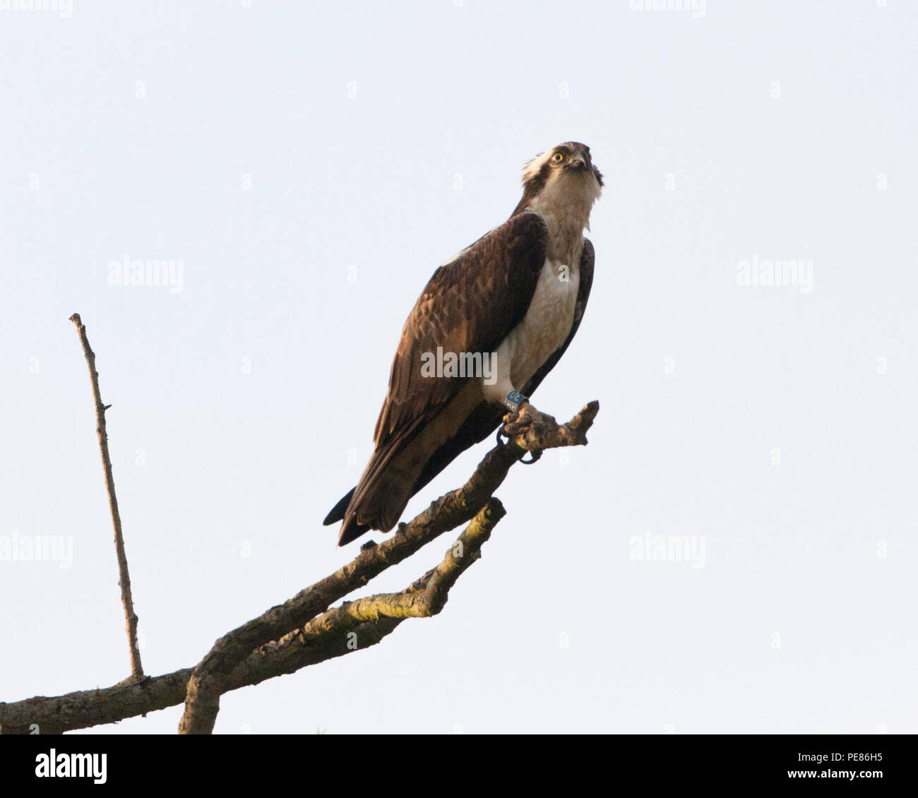 Leicestershire ospreys hi-res stock photography and images - Alamy