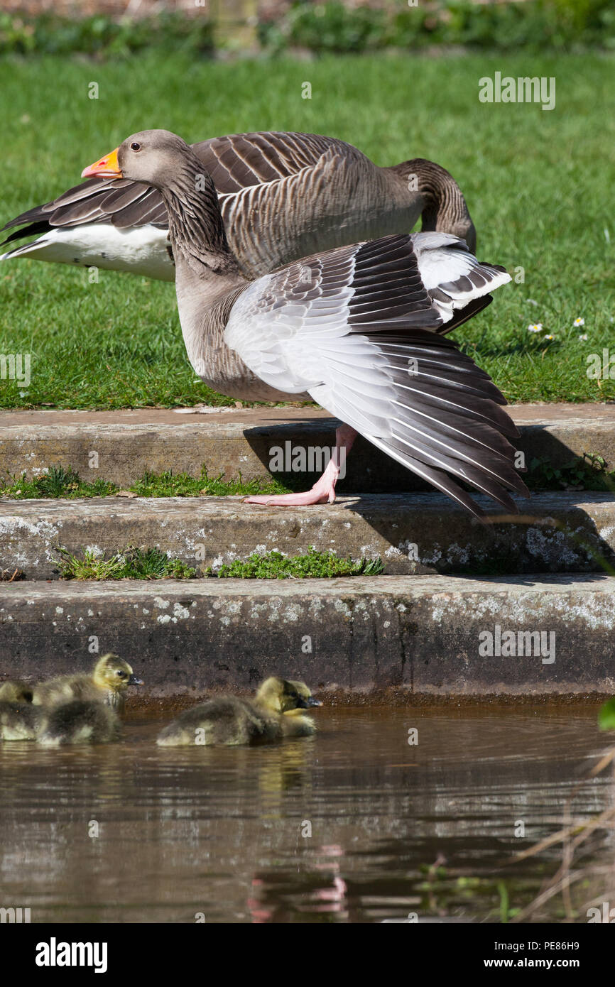 Greylag Goose (Anser anser ) female wing stretching while attending ...