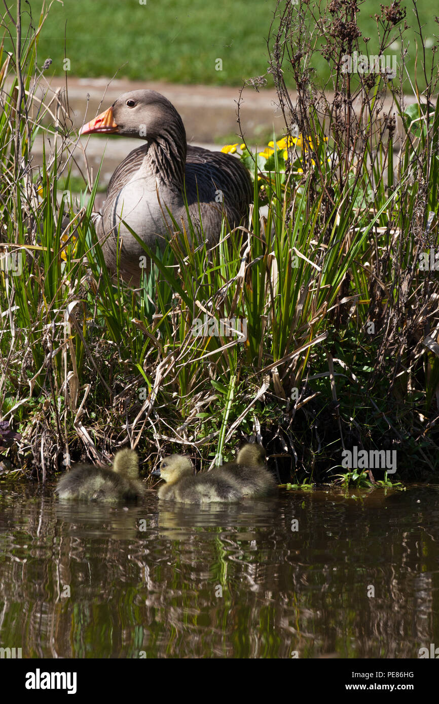 Grey goose lodge hi-res stock photography and images - Alamy