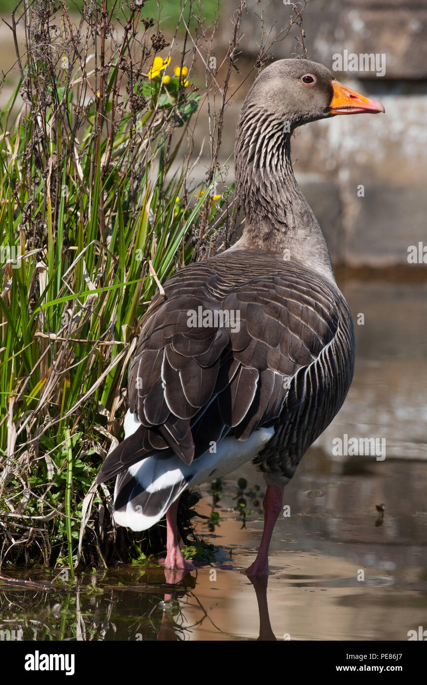 Grey goose lodge hi-res stock photography and images - Alamy