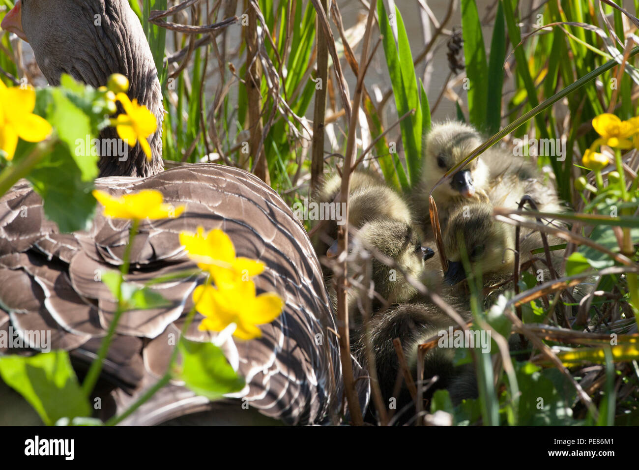 Greylag Goose (Anser anser )brooding young newly hatched goslings on ...
