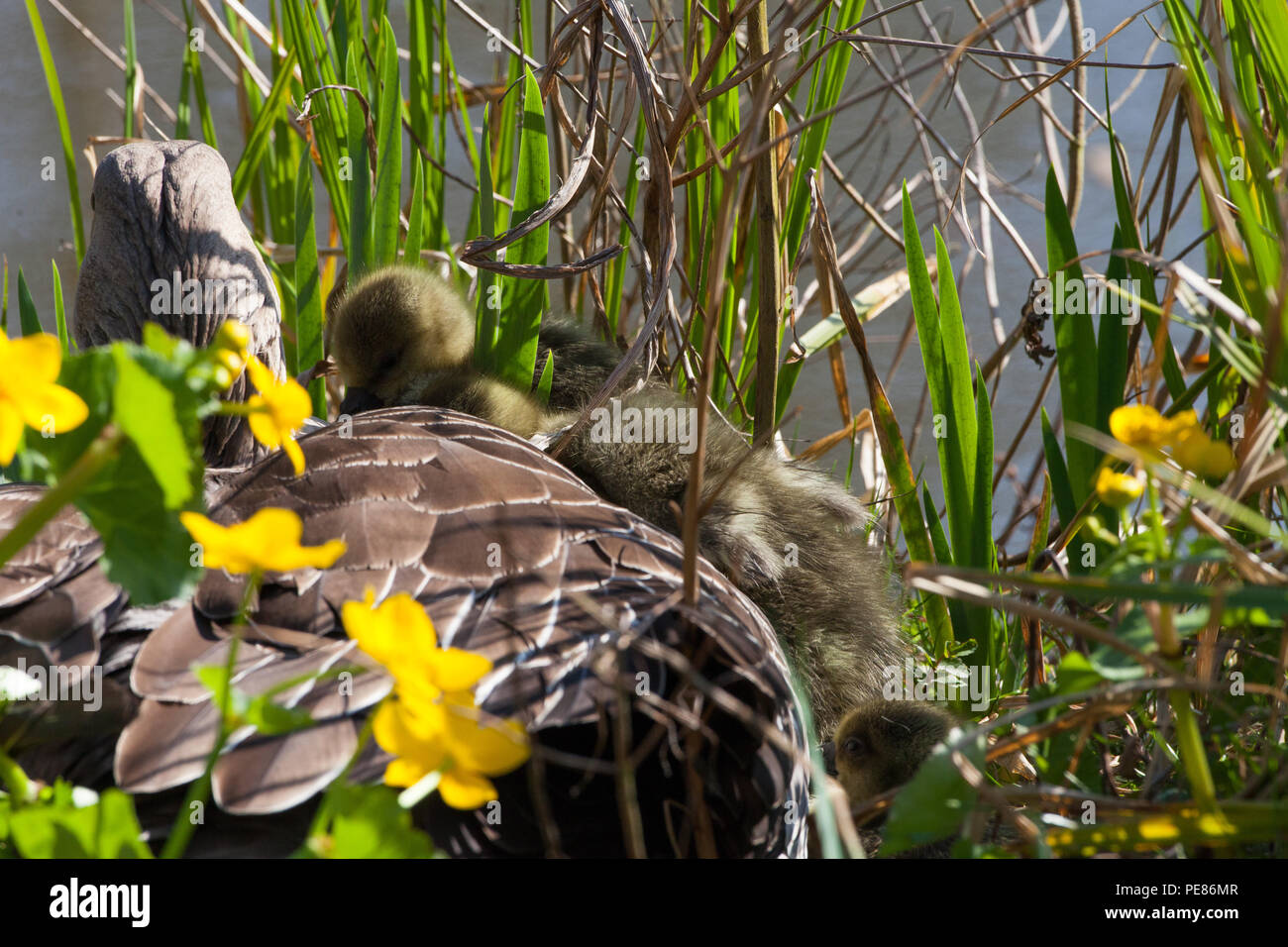 Greylag Goose (Anser anser )brooding young newly hatched goslings on ...