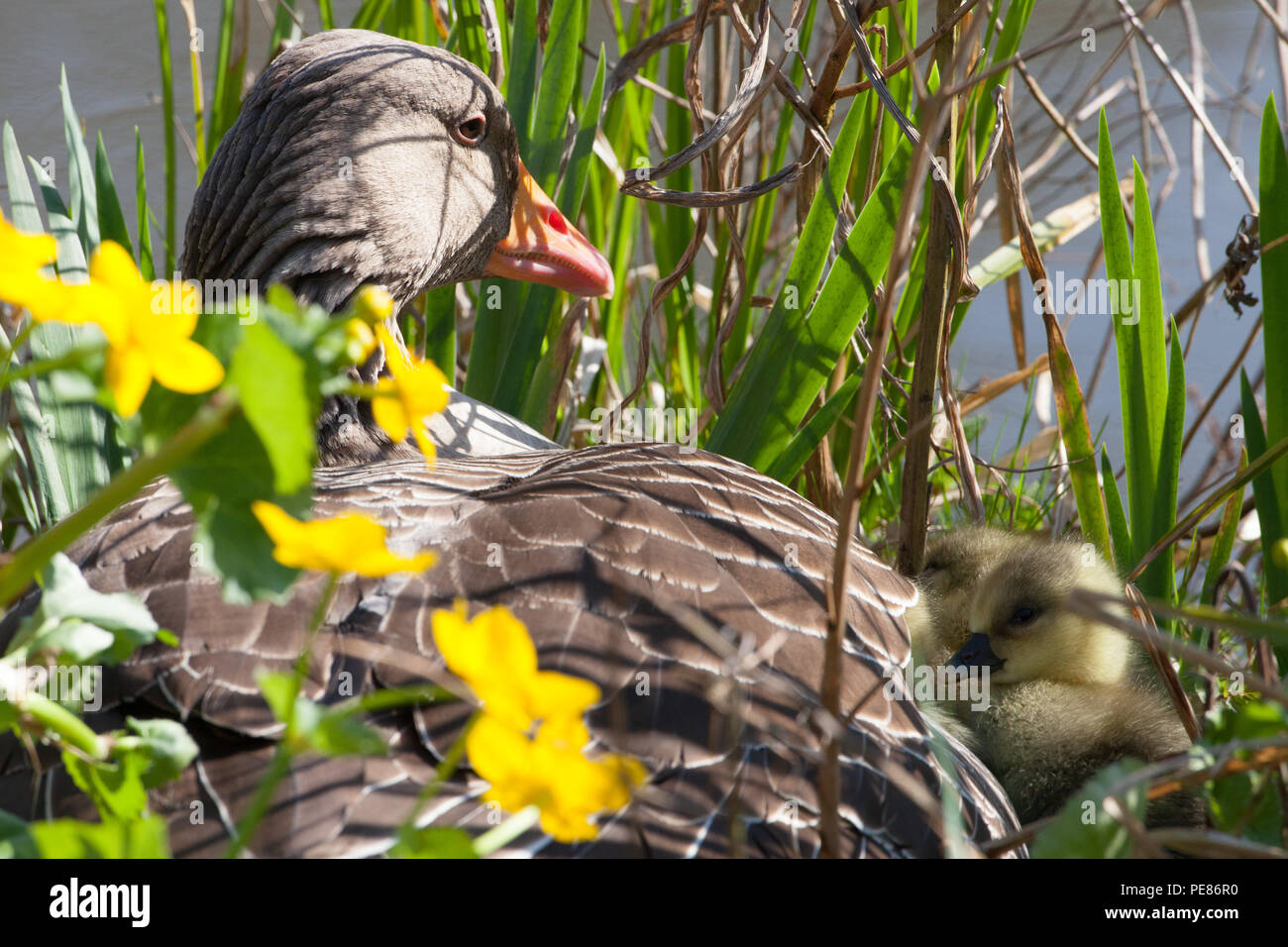 Grey goose lodge hi-res stock photography and images - Alamy