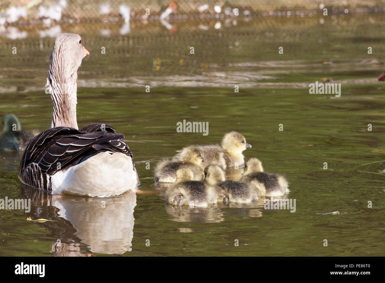 Greylag Goose (Anser anser ) parents with goslings in garden managed ...