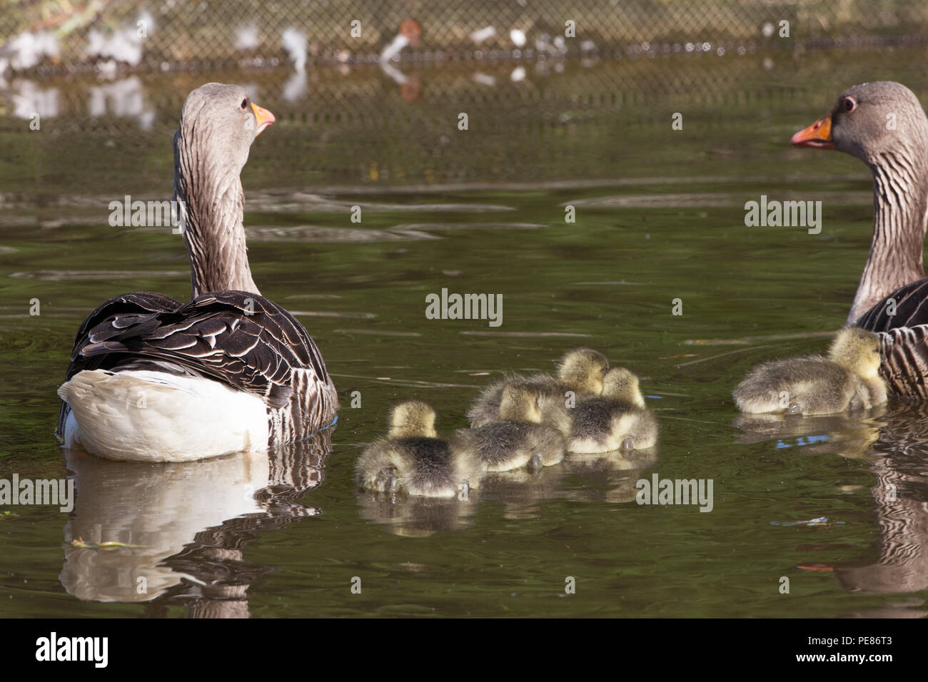Greylag Goose (Anser anser ) parents with goslings in garden managed ...