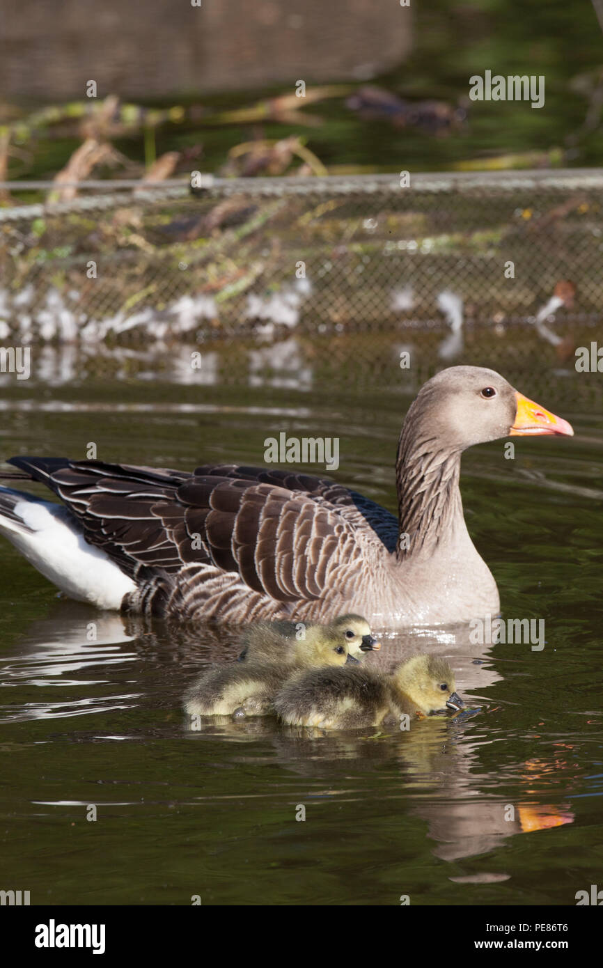 Greylag Goose (Anser anser ) parents with goslings in garden managed ...