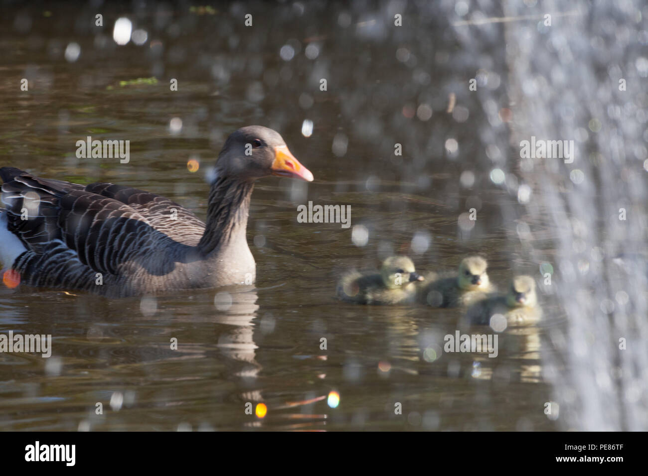 Greylag Goose (Anser anser ) parents with goslings in garden managed ...
