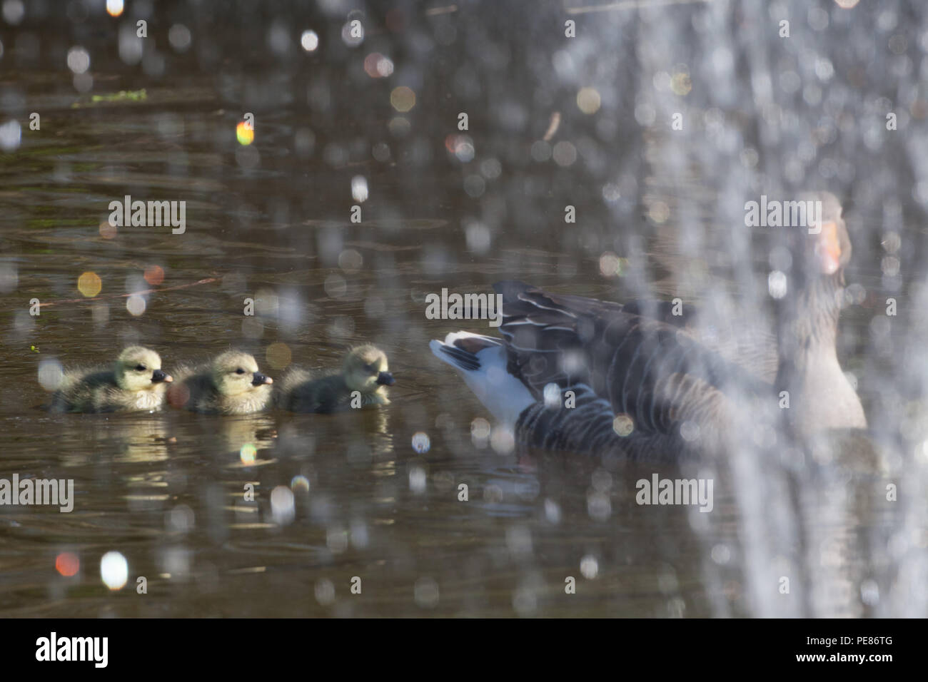 Greylag Goose (Anser anser ) parents with goslings in garden managed ...