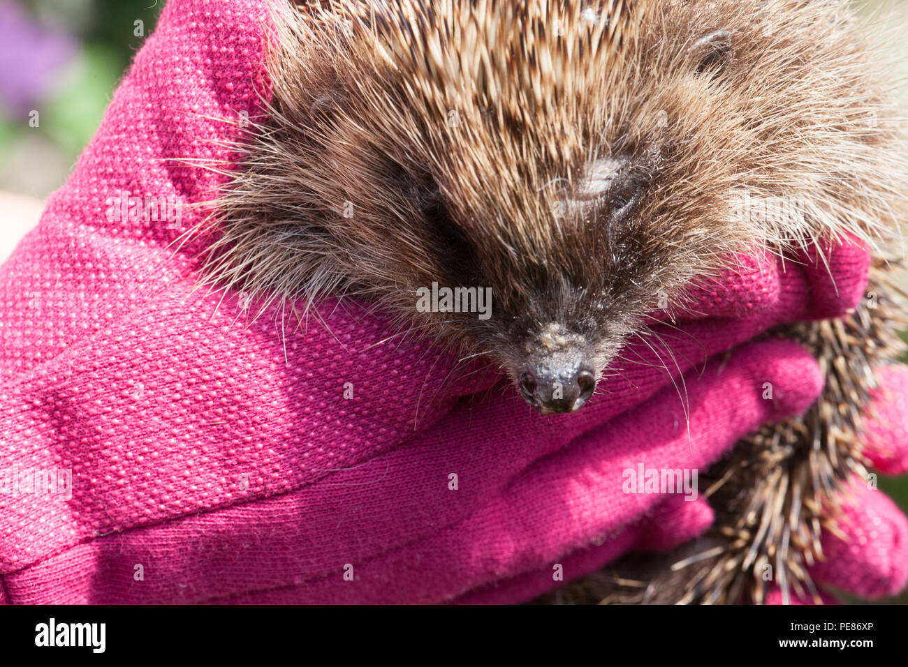 Run down hedgehog hi-res stock photography and images - Alamy