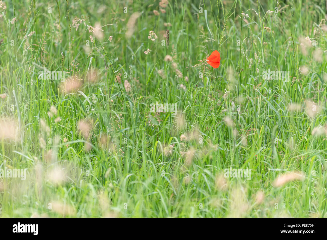 One poppy in the grass Stock Photo - Alamy