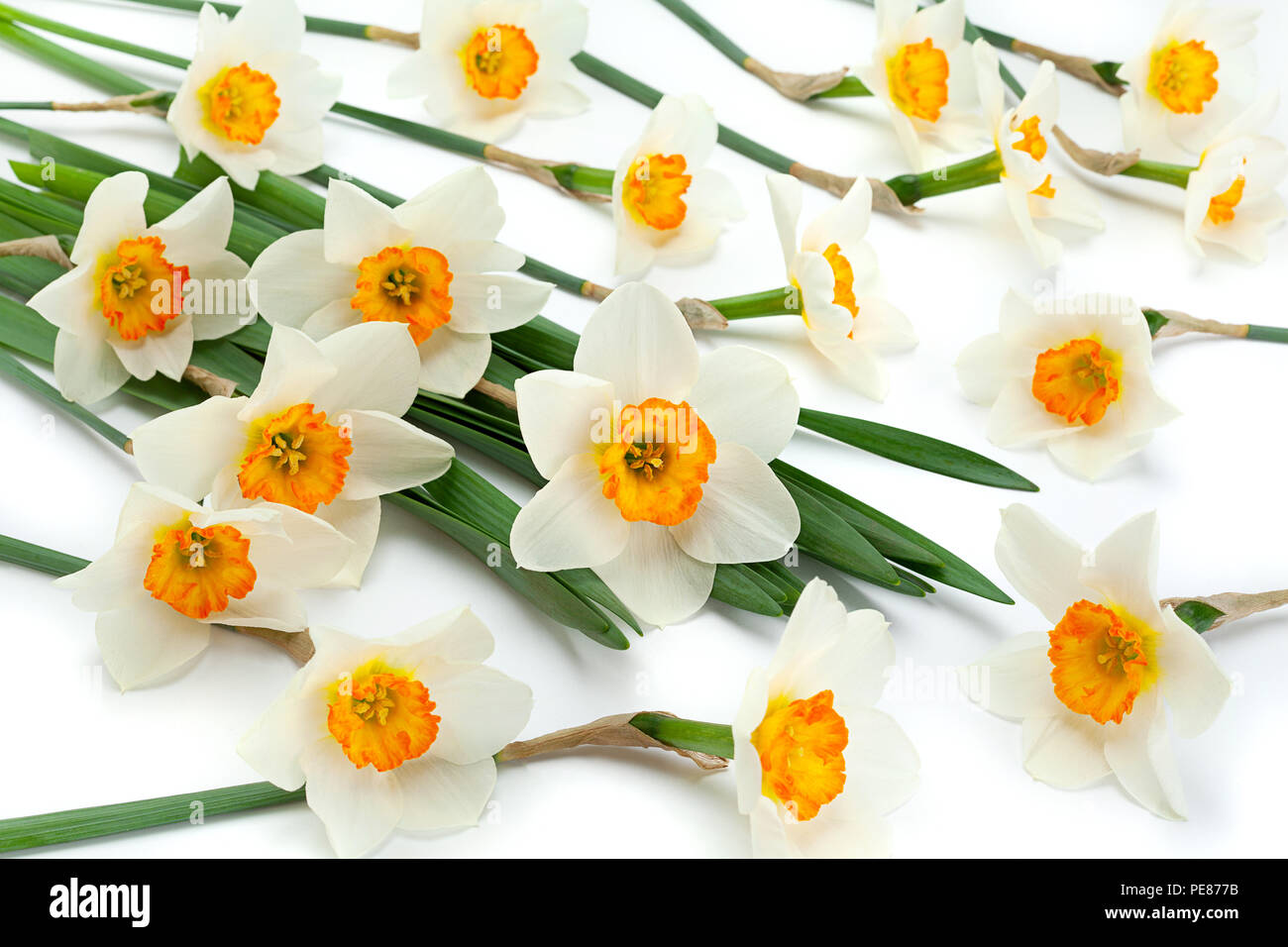 Narcissus spring flower closeup isolated on white background Stock ...