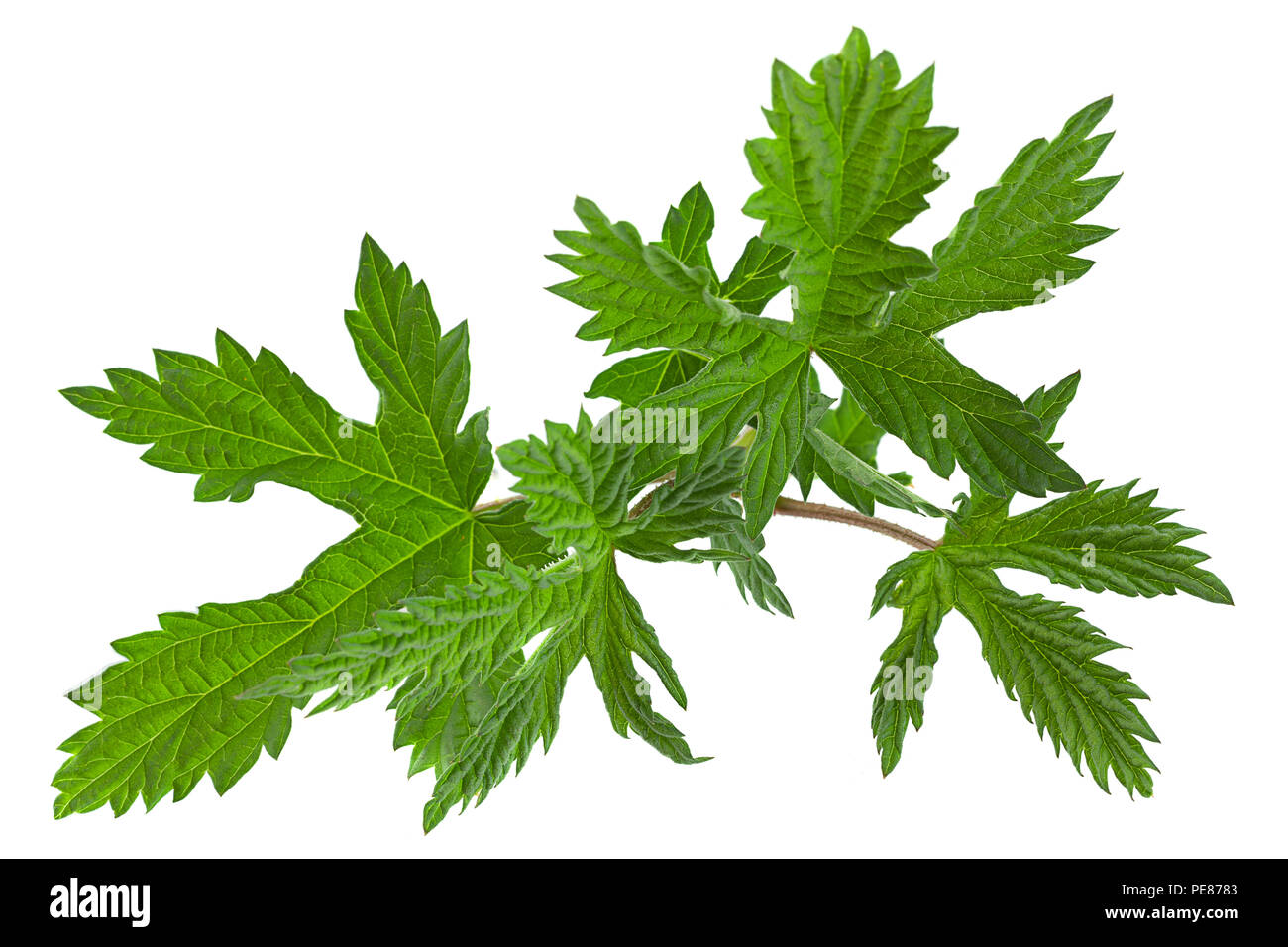 Hop plant closeup leaf isolated on white background Stock Photo - Alamy