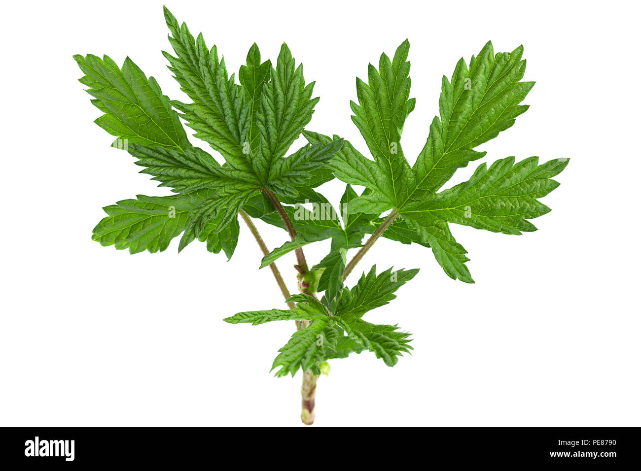 Hop plant closeup leaf isolated on white background Stock Photo - Alamy