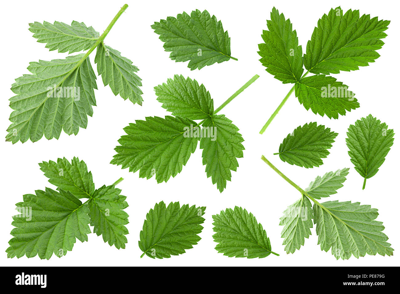 Raspberry fruit leaf closeup set isolated on white background Stock ...