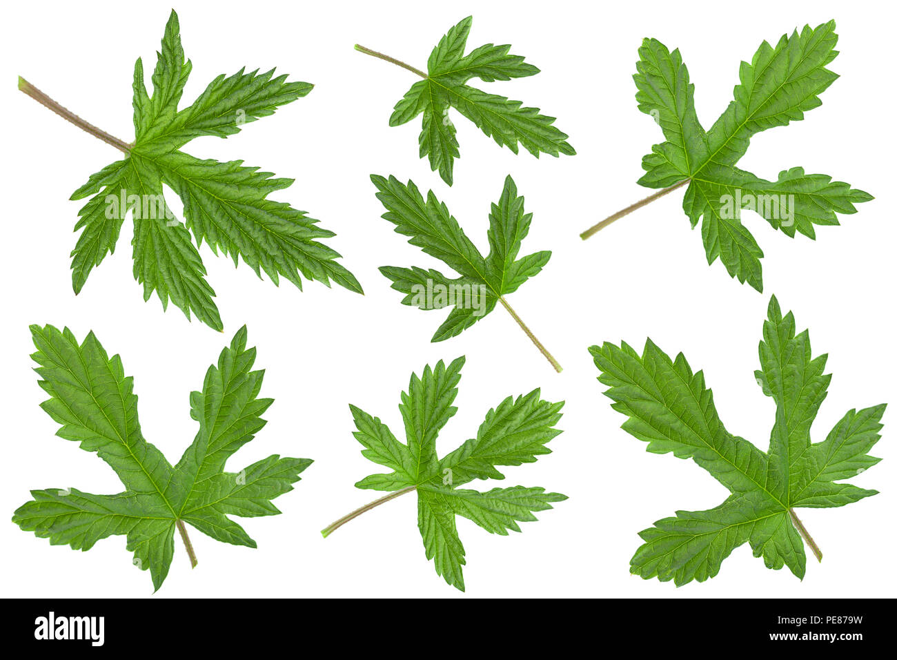 Hop plant closeup leaf set isolated on white background Stock Photo - Alamy