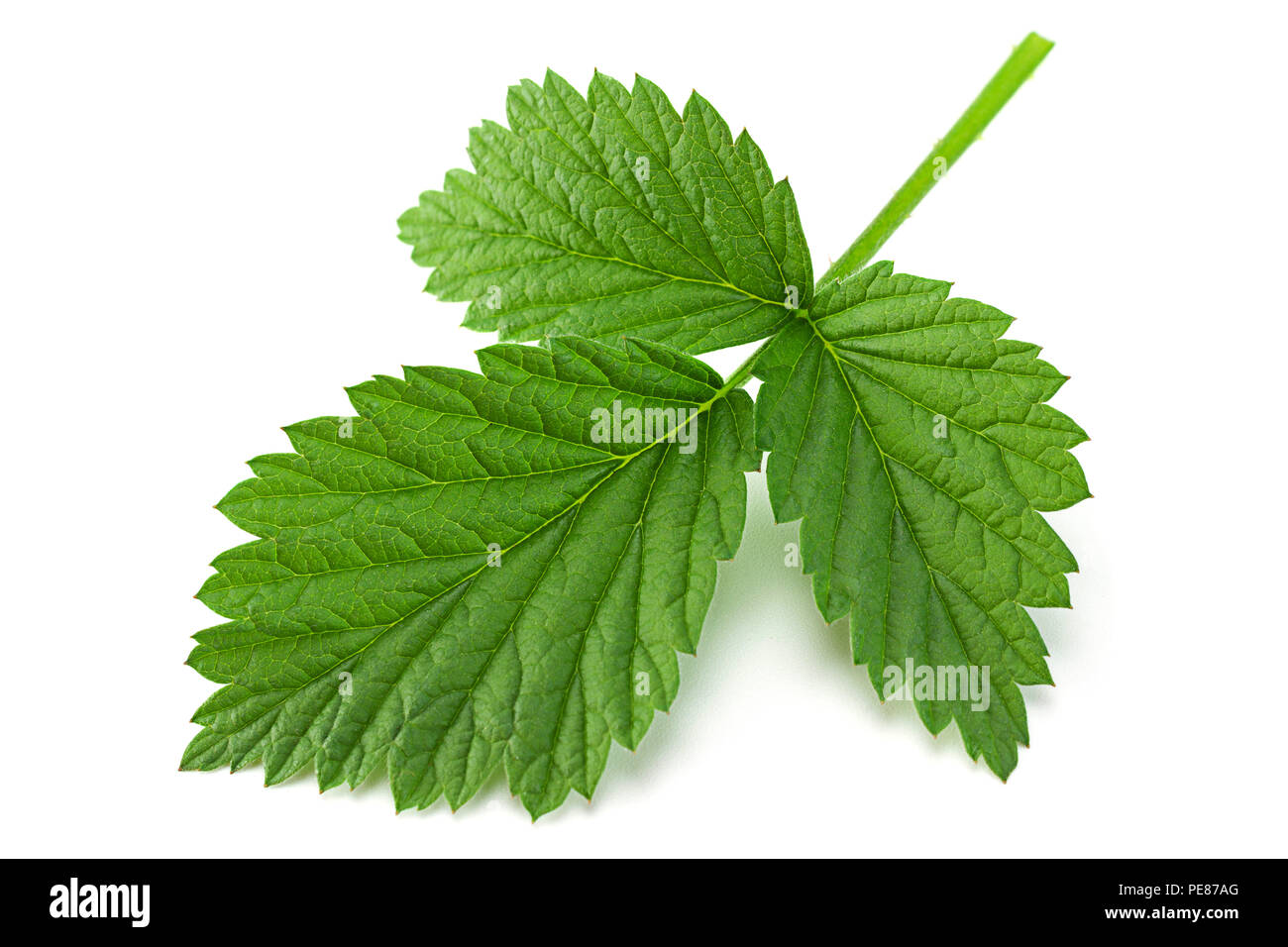 Raspberry fruit leaf closeup isolated on white background Stock Photo ...