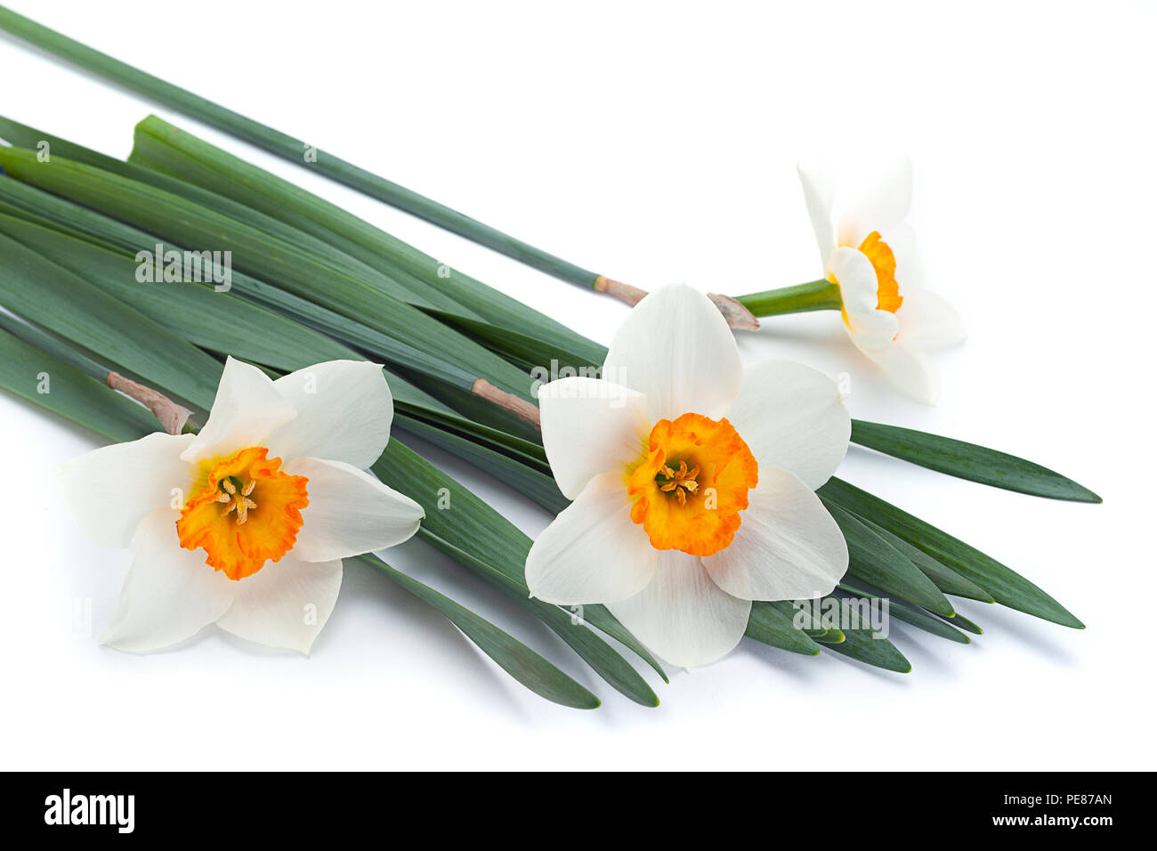Narcissus spring flower closeup isolated on white background Stock ...