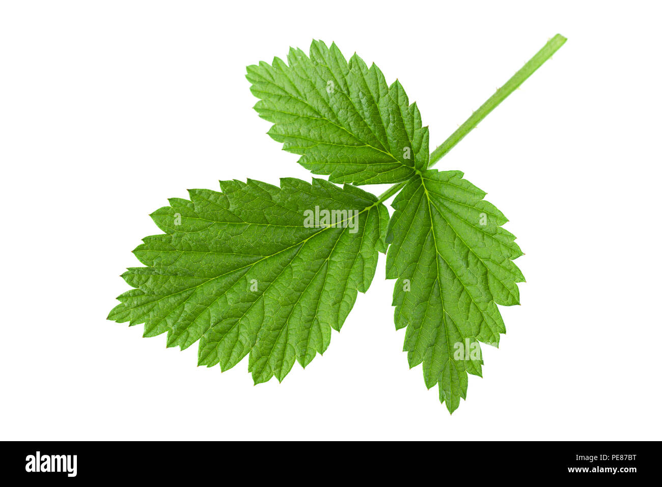 Raspberry fruit leaf closeup isolated on white background Stock Photo ...