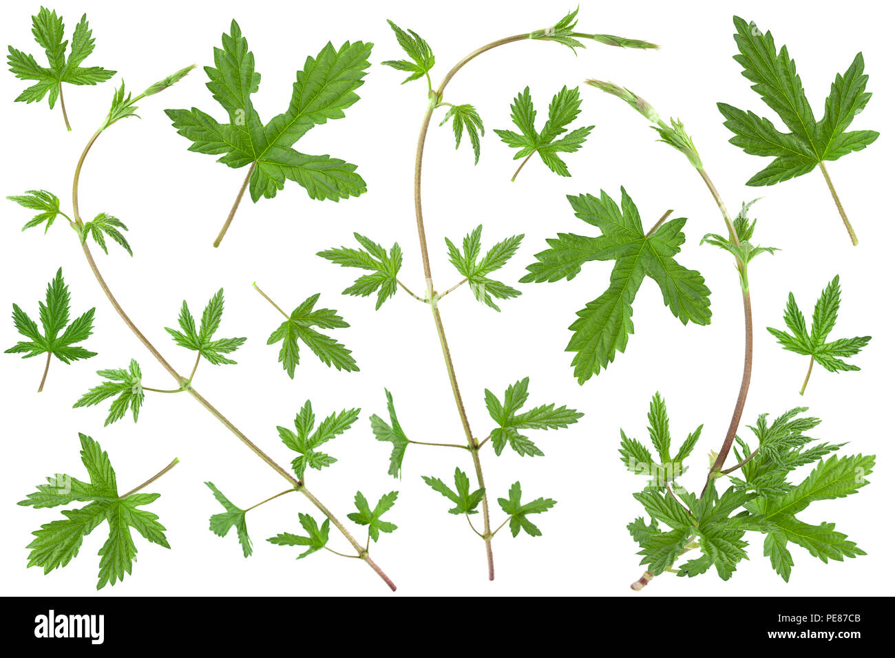 Hop plant closeup leaf set isolated on white background Stock Photo - Alamy