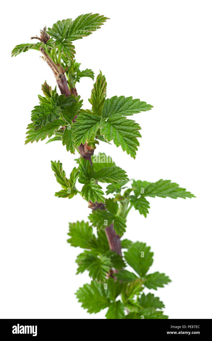 Raspberry fruit branch with leaf isolated on white background Stock ...