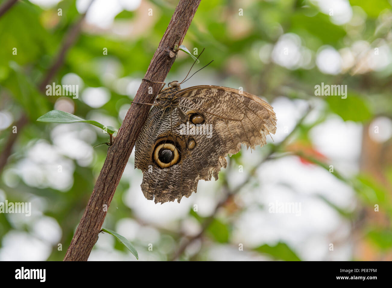 Giant butterfly hi-res stock photography and images - Alamy