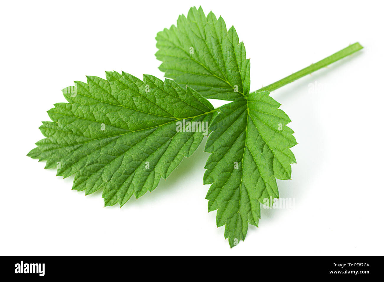 Raspberry fruit leaf closeup isolated on white background Stock Photo ...