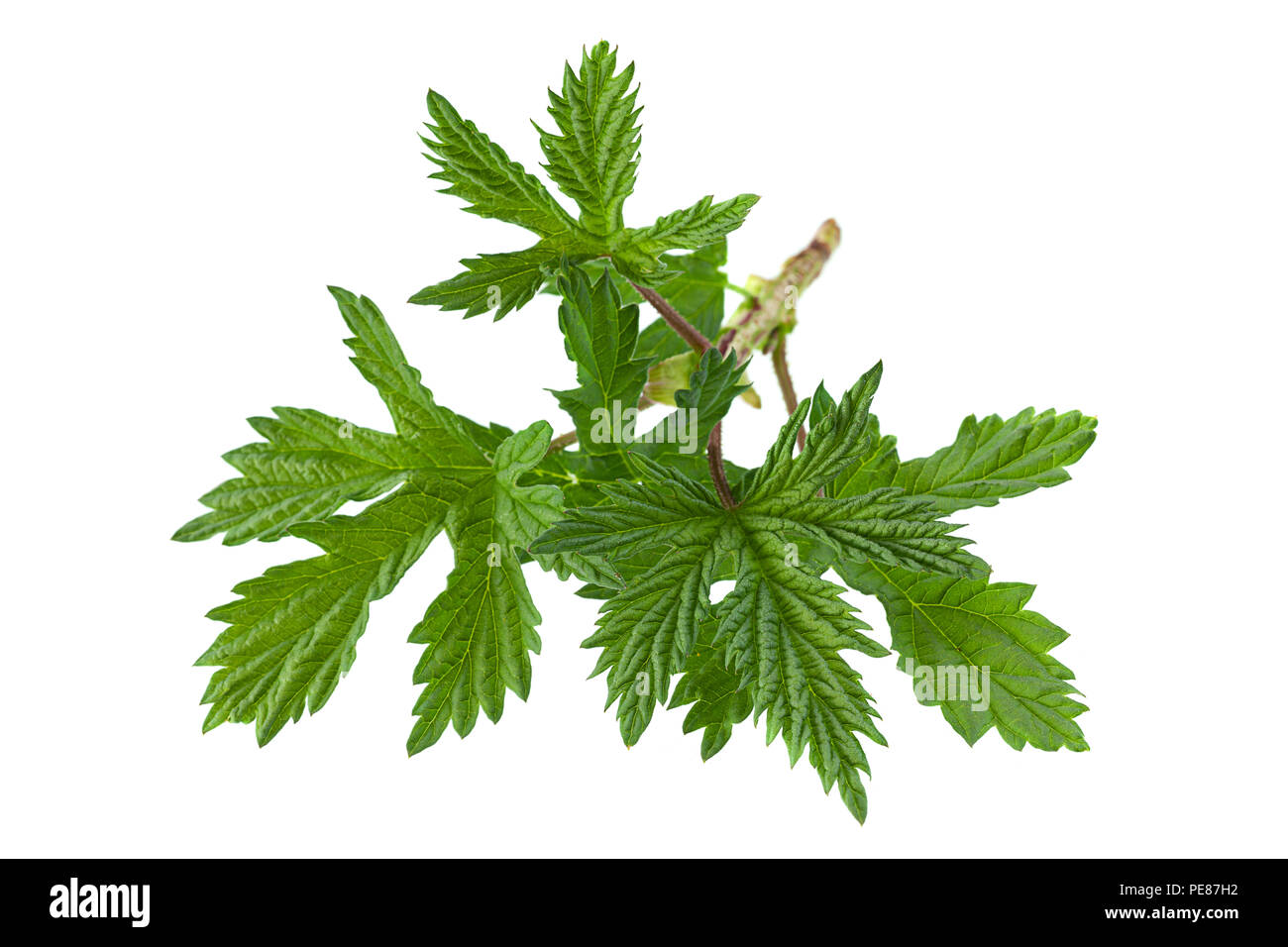 Hop plant closeup leaf isolated on white background Stock Photo - Alamy