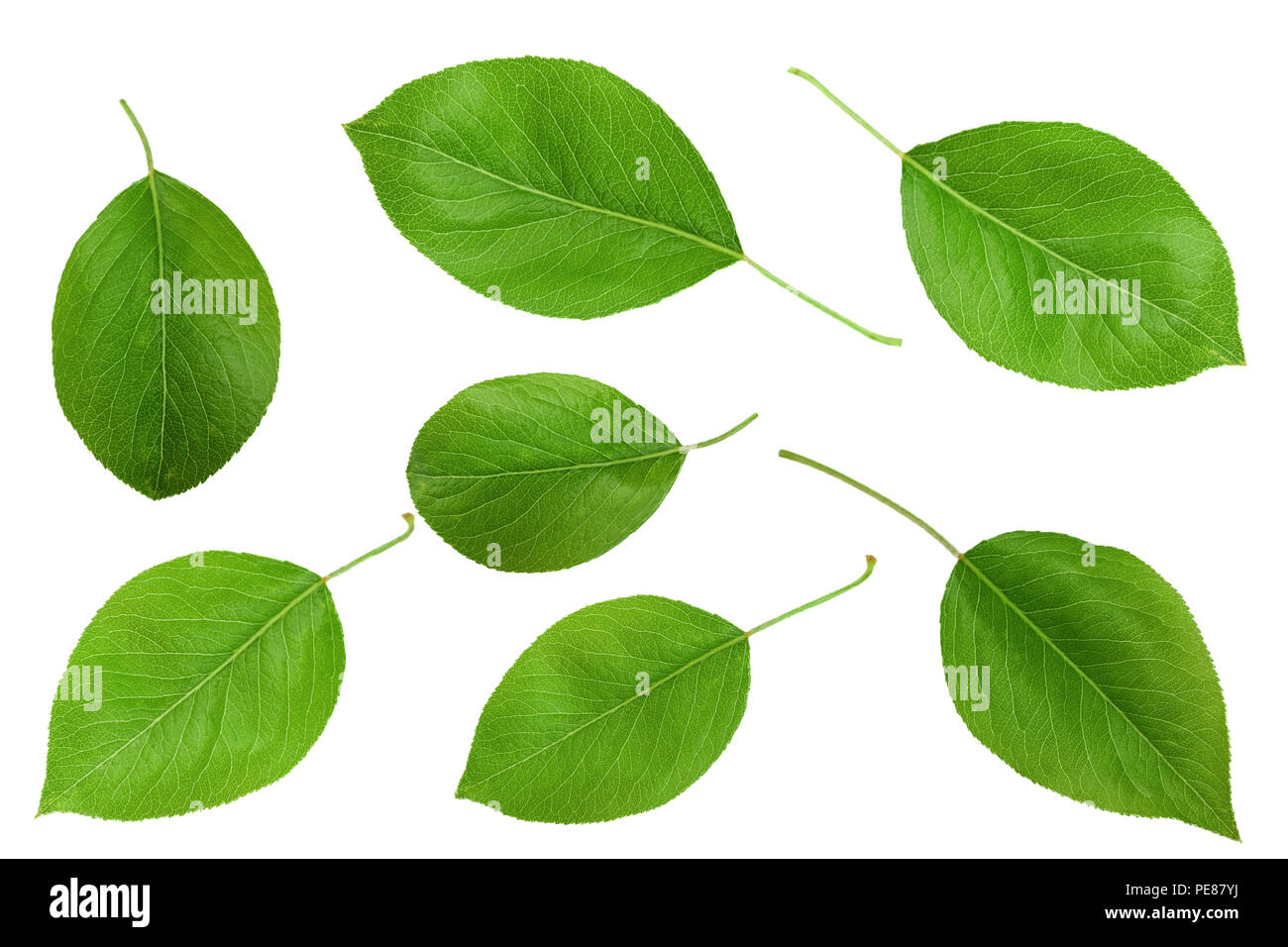 Pear leaf set closeup isolated on white background Stock Photo - Alamy