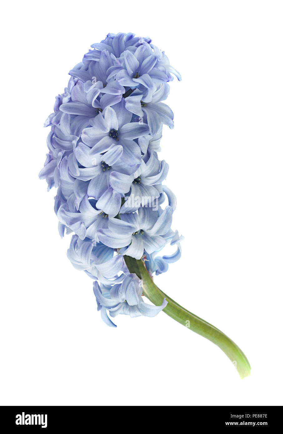 Hyacinth spring flower closeup isolated on white Stock Photo - Alamy