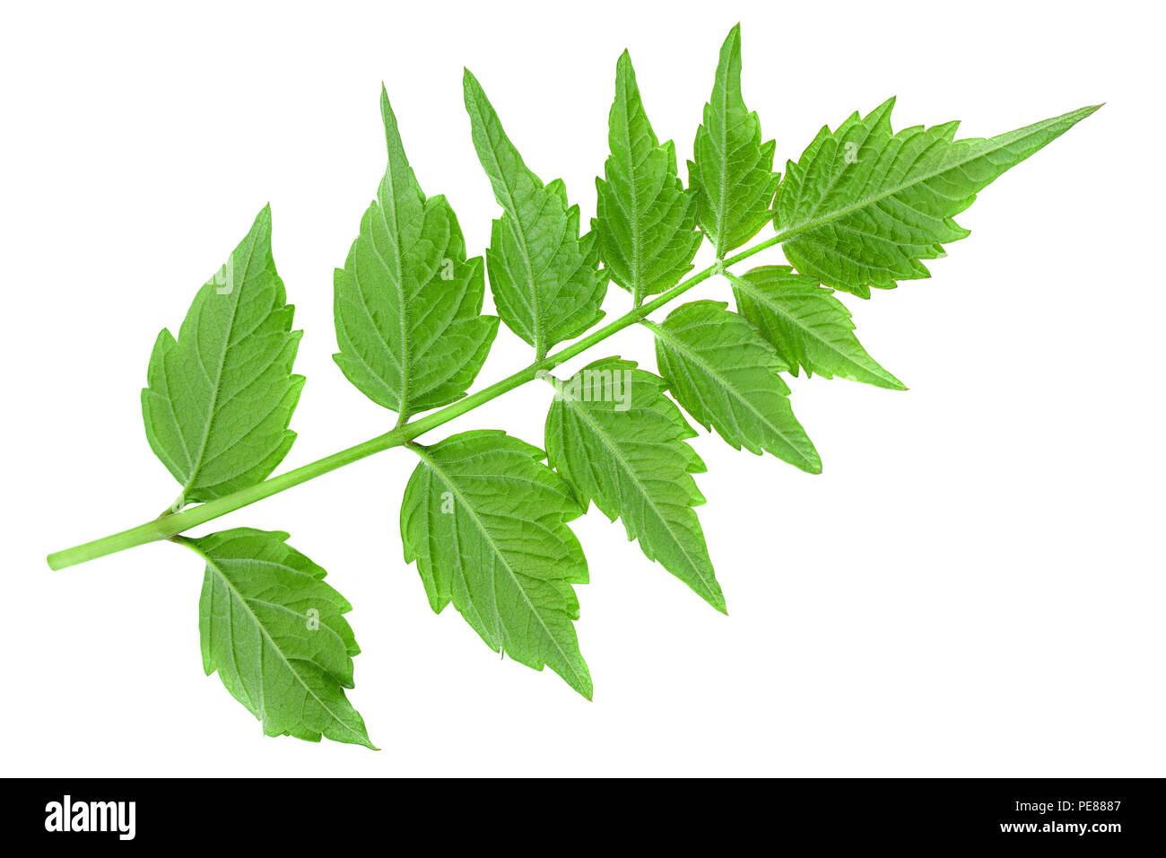 Tecoma flower leaf closeup on white background Stock Photo - Alamy
