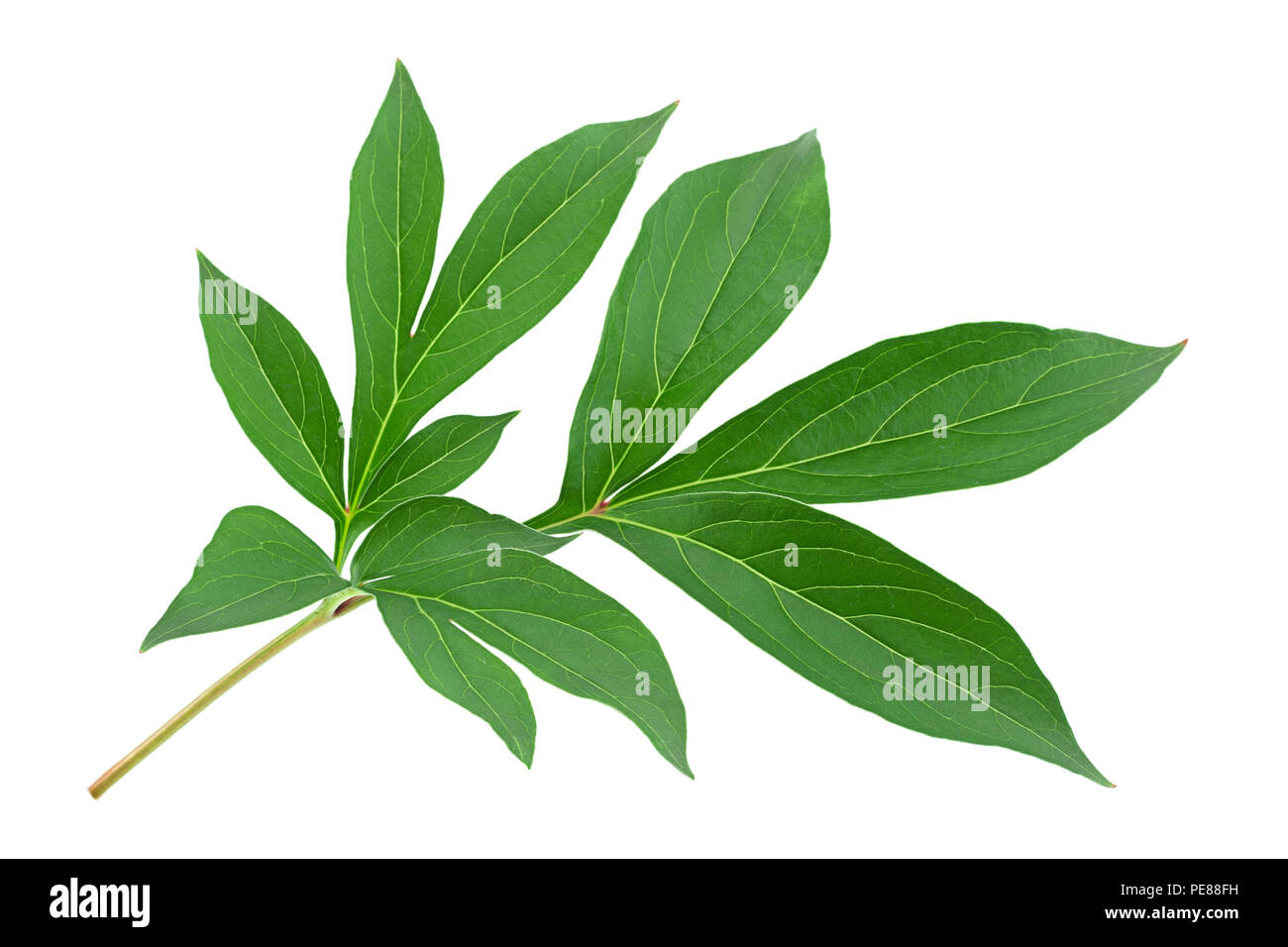 Peony leaf closeup isolated on white background Stock Photo - Alamy