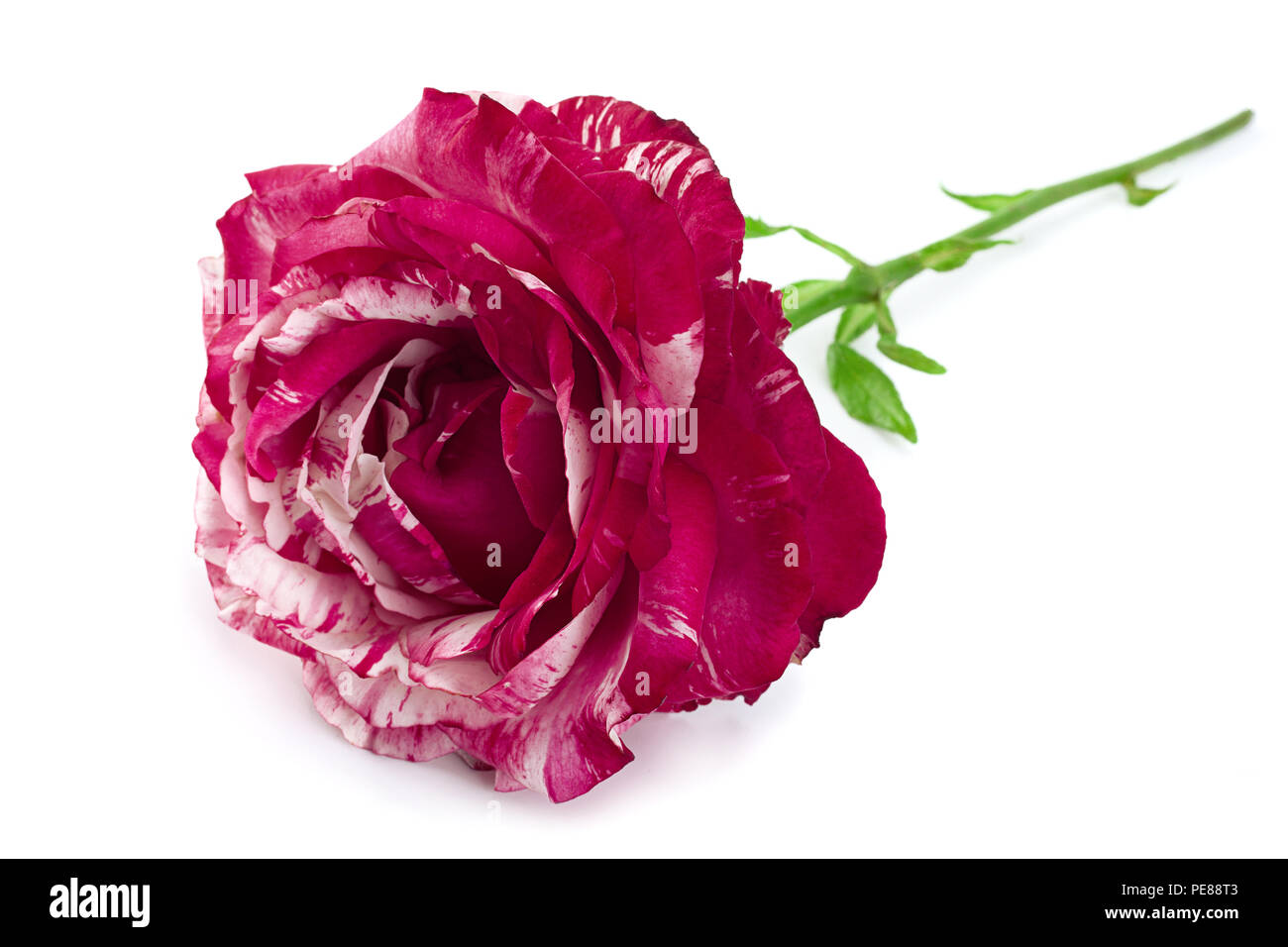 Pink striped rose Cut Out Stock Images & Pictures - Alamy
